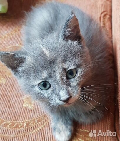 Котята ищут своих хозяев