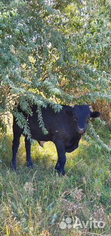 Продаю бычков