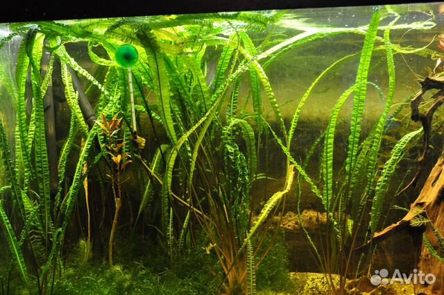 Криптокарина балансе