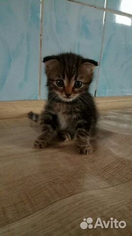 Вислоухая малышка