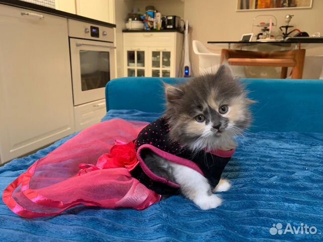 Экзотическая короткошёрстная девочка
