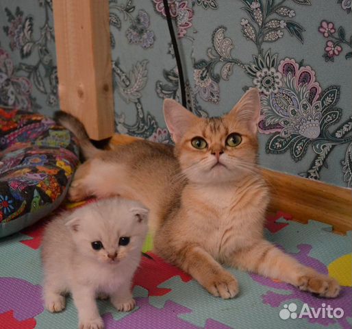 Шотландские котята шиншиллы