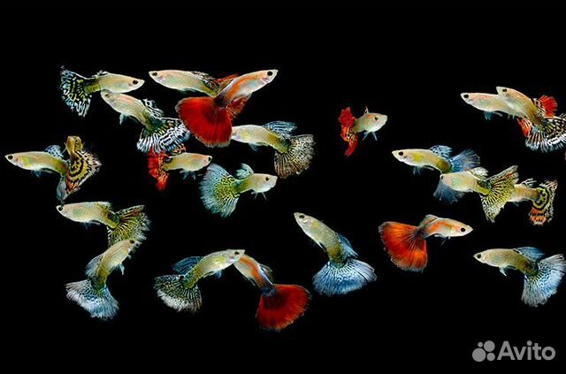 Гуппи чистая линия