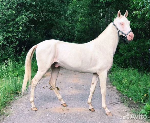 Ахалтекинские лошади чк Изабелловый жеребец