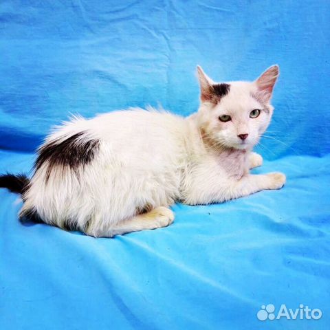 Кот с прекрасным характером (кошки, коты, котята)