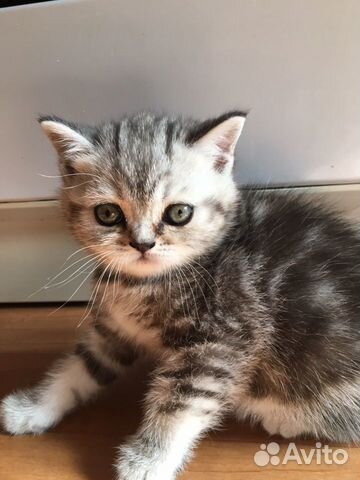 Шотландский прямоухий котёнок