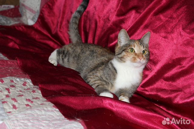 Кошечка Полина