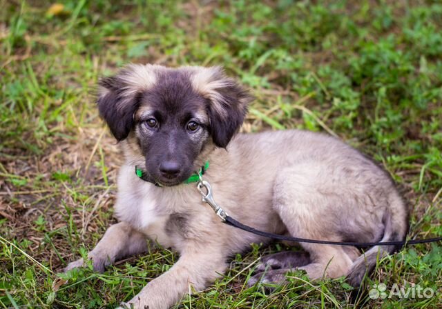 Маленькая Ева ищет дом