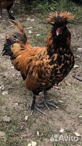 Петух Павловский