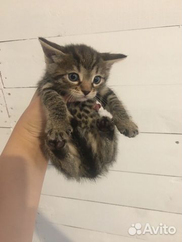Котята (метис) бенгальские