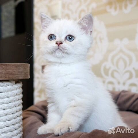 Шикарный кот страйт с нереальными глазами шиншилла