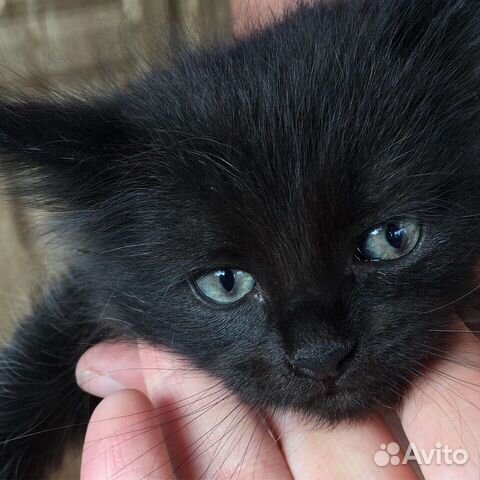 Отдам котят