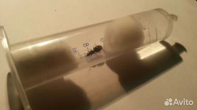 Матка Lasius Niger/ колонии Messor Structor