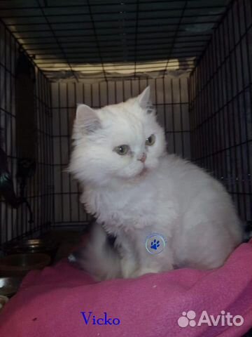 Котик Вико