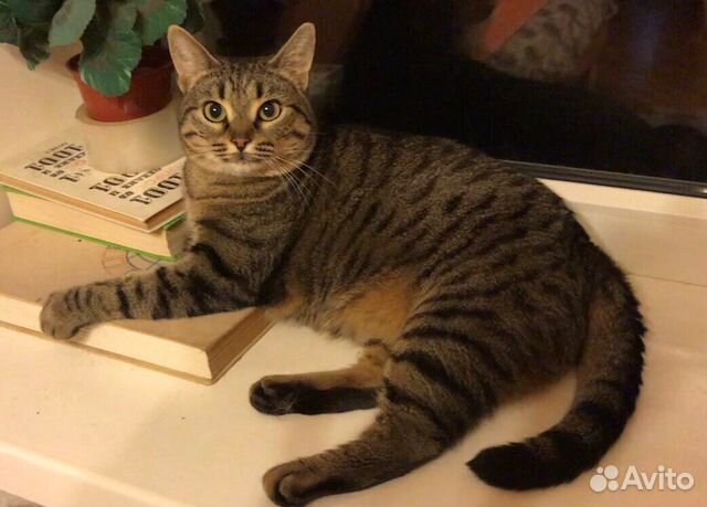 Кошка в добрые руки / в дар