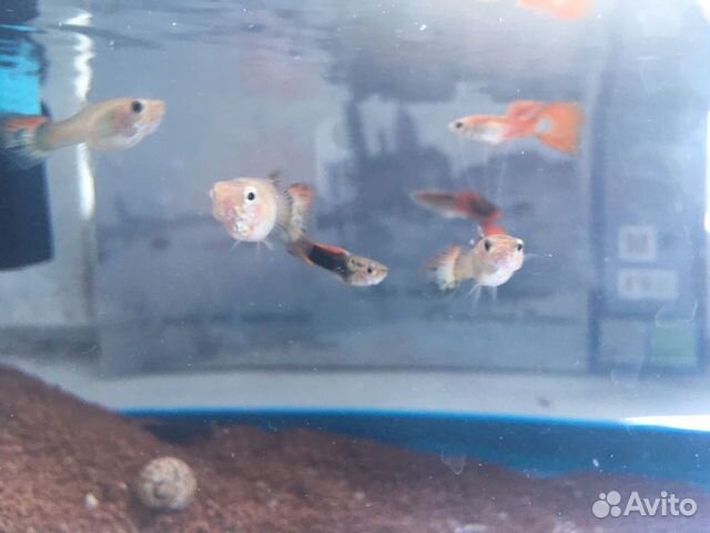 Рыбки Гуппи Самочки и Самцы