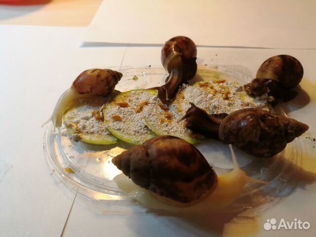 Улитка ахатина фулика(стандарт и альбино)