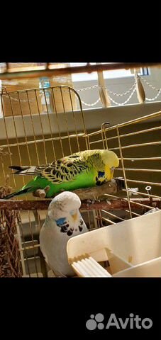 Продаём выставочных волнистых попугаев-чехов вмест