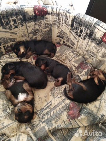 Иоршинский терьер