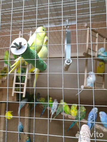 Волнистый попугай+Клетка+Корм с доставкой на дом