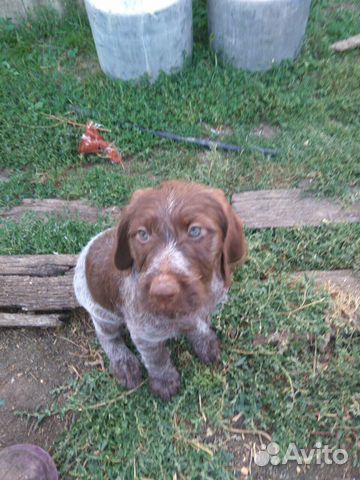 Щенки дратхаара