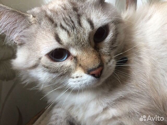 Кошка (это котик) в добрые руки