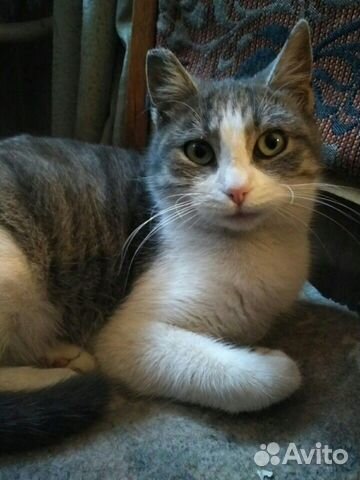 Кошка Маруся