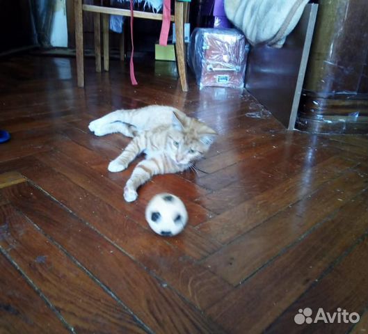 Совершенно обаятельный Яша, рыжий котик в дар