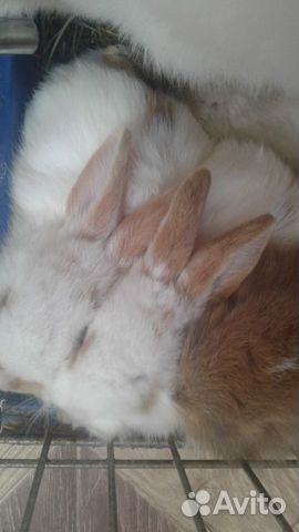 Продаются декоративные месячные крольчата. Помесь