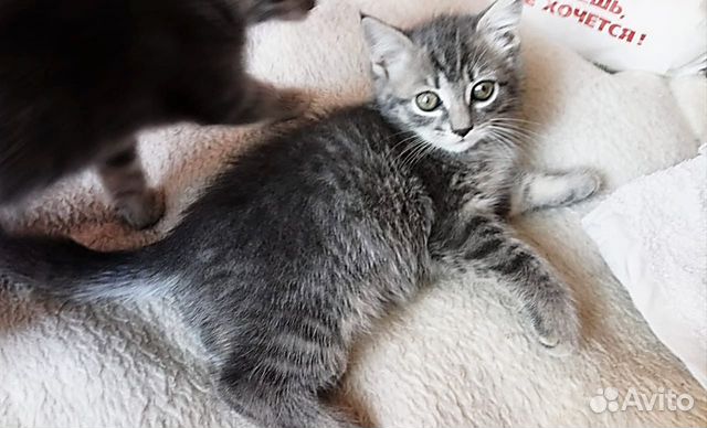 Котята малыши