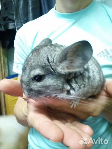 Шиншилла мальчик