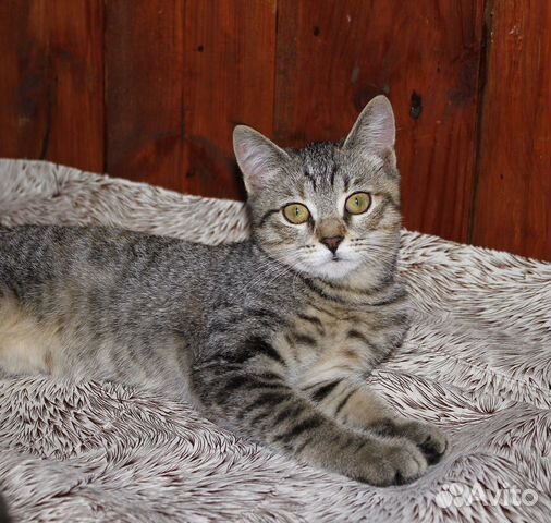 Милая кошечка Мелиса