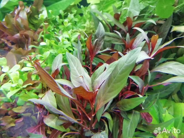 Растения для аквариума