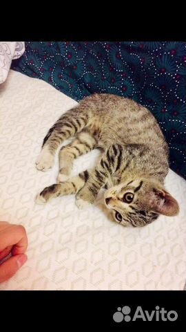 Уютные котятки полосатки умные девочки 2 мес