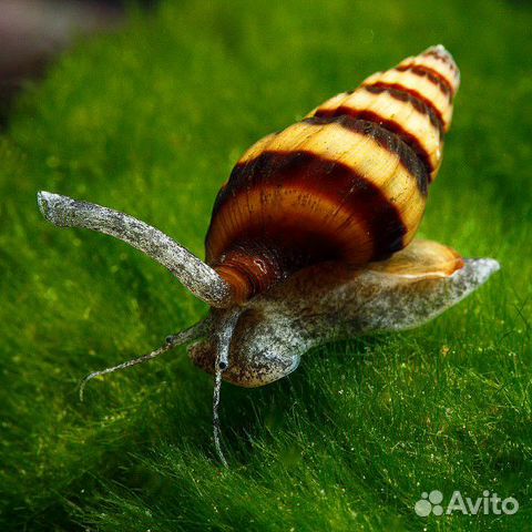 Хищная улитка хелена