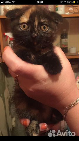 Продаётся девочка