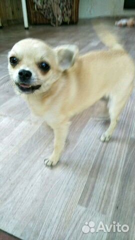 Милая собачка