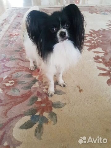 Продаю папийона