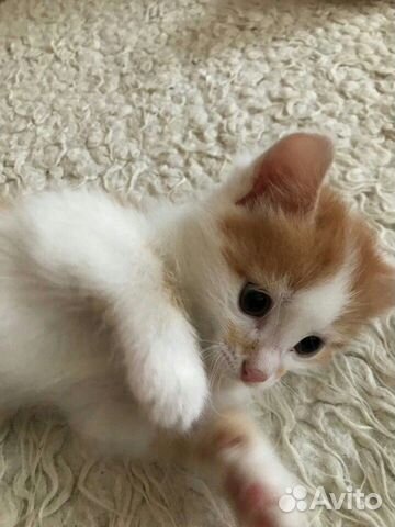 Рыжий котенок ищет дом
