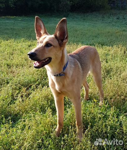 Щенок-девочка в добрые руки