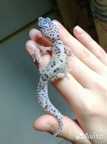 Эублефар Black Hole