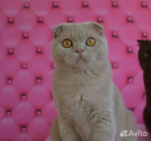 Шикарный мальчик окраса фавн