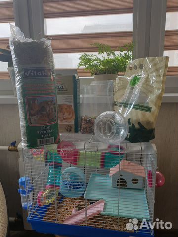 Отдам сирийского хомяка бесплатно