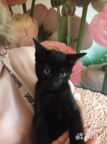 Маленькие котята