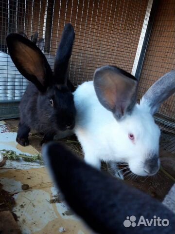 Продаются кролики