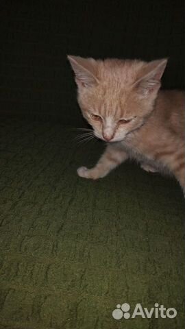 Котенок в добрые руки