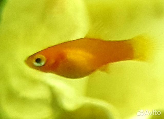 Пецилия мальки