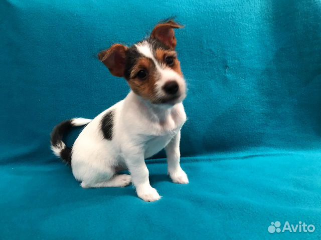 Щенок джек-рассел-терьера и метиса