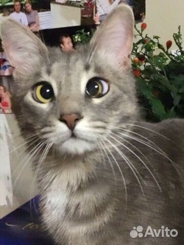 Пропала кошка