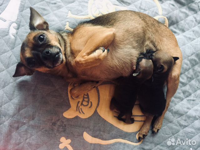 Щенок той терьер